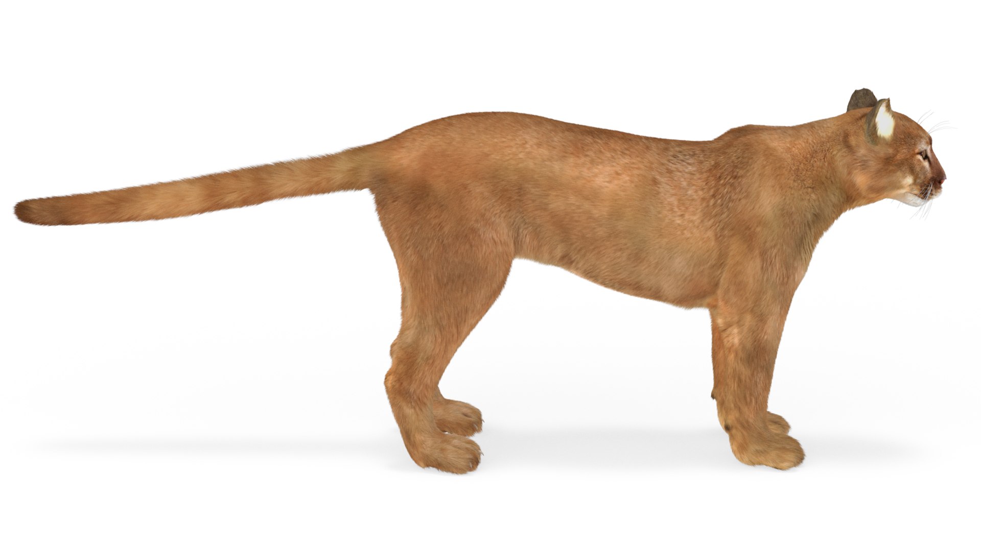 Puma Fur 3D Model - TurboSquid 2239302