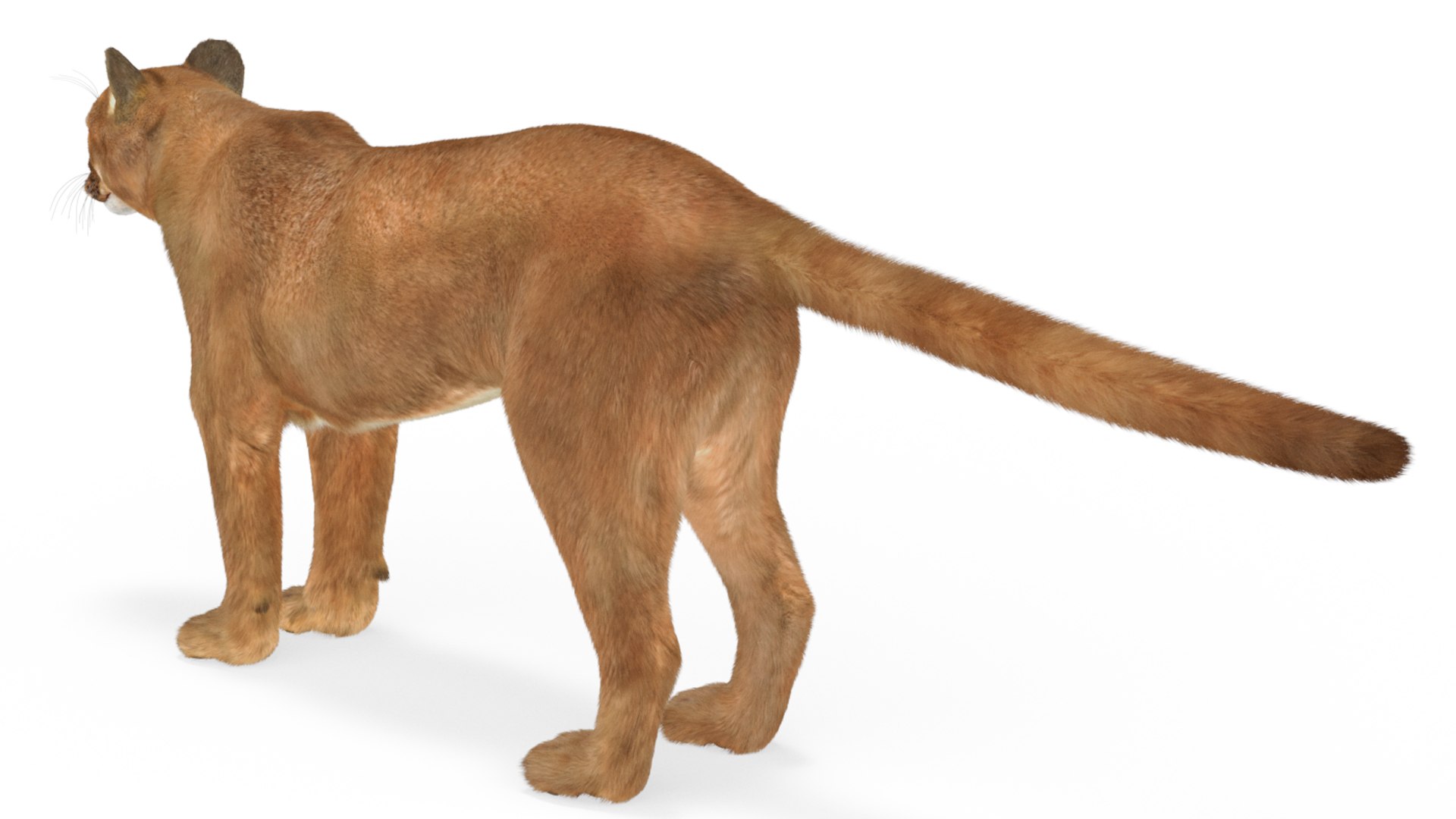 Puma Fur 3D Model - TurboSquid 2239302