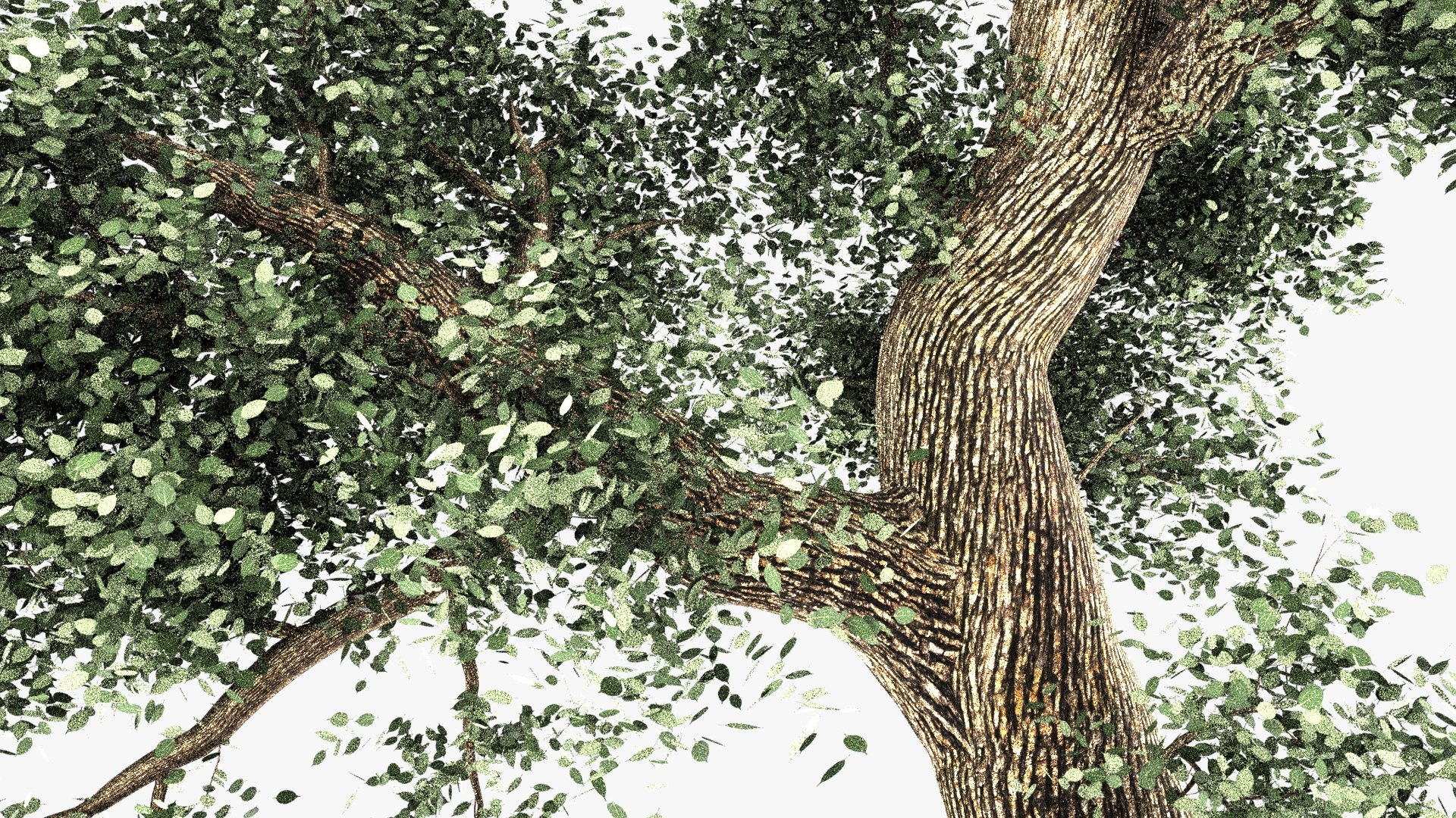 Camphor Tree 3D - TurboSquid 2006021