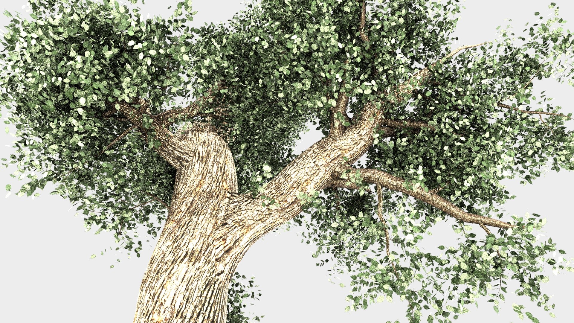 Camphor Tree 3D - TurboSquid 2006021