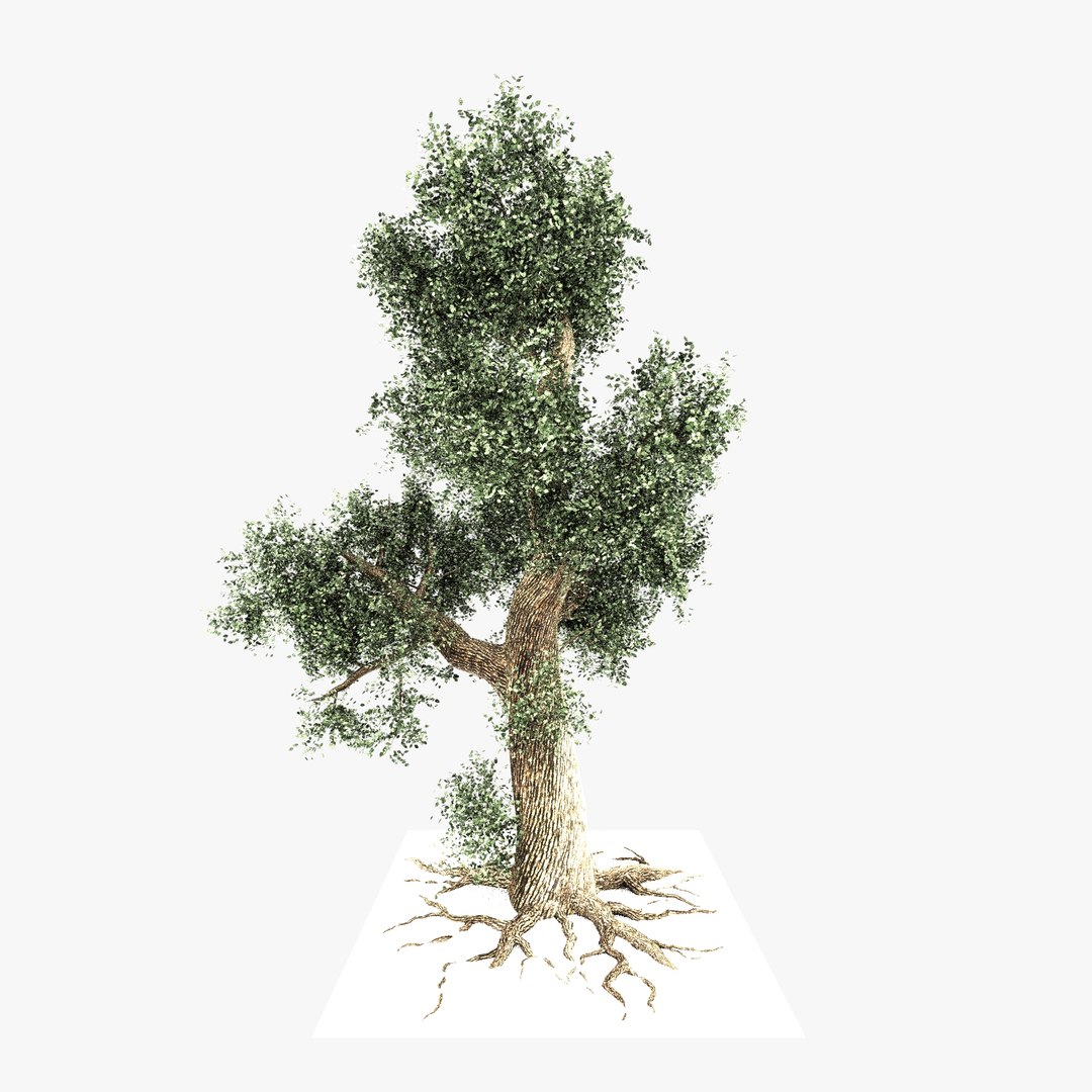 Camphor Tree 3D - TurboSquid 2006021