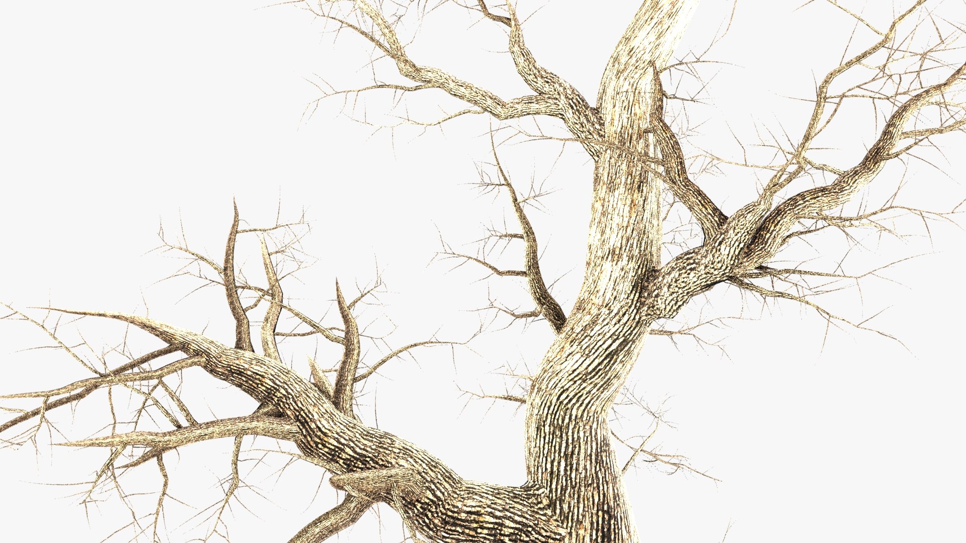 Camphor Tree 3D - TurboSquid 2006021