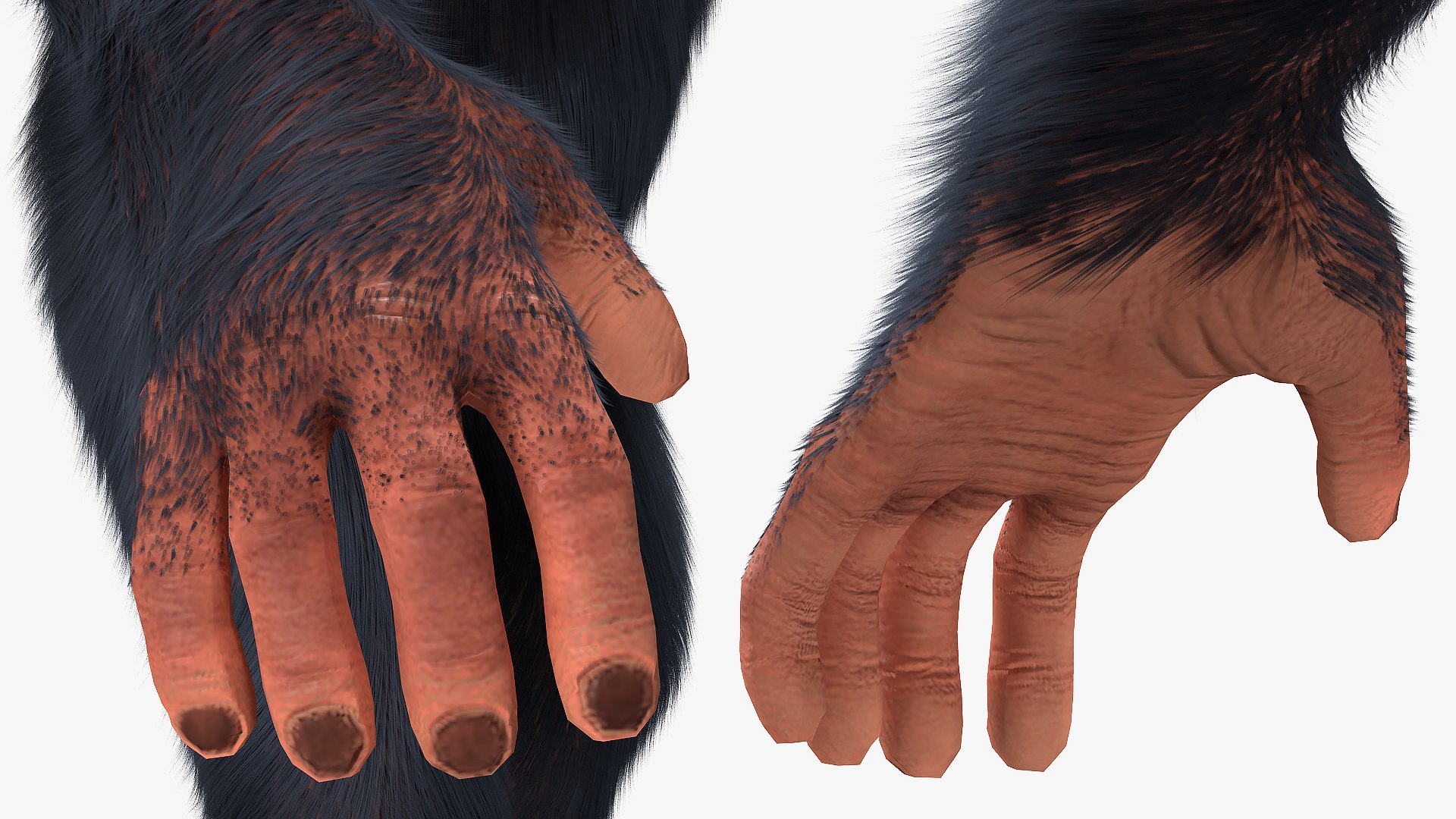 3D chimpanzee running light skin fur model - TurboSquid 1435816