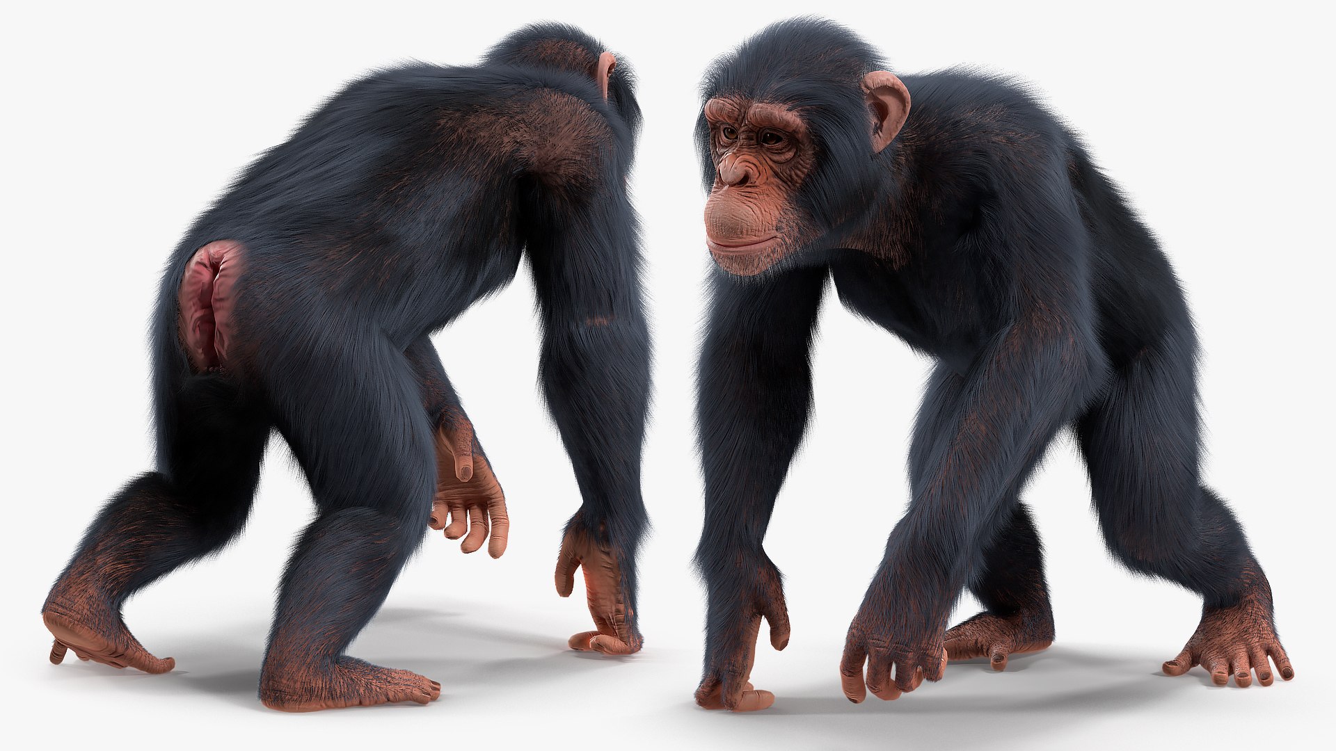 3D chimpanzee running light skin fur model - TurboSquid 1435816