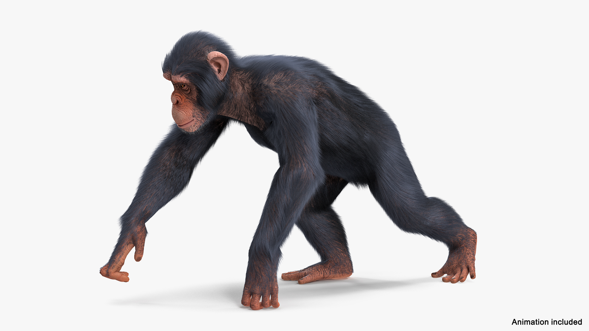 3D chimpanzee running light skin fur model - TurboSquid 1435816