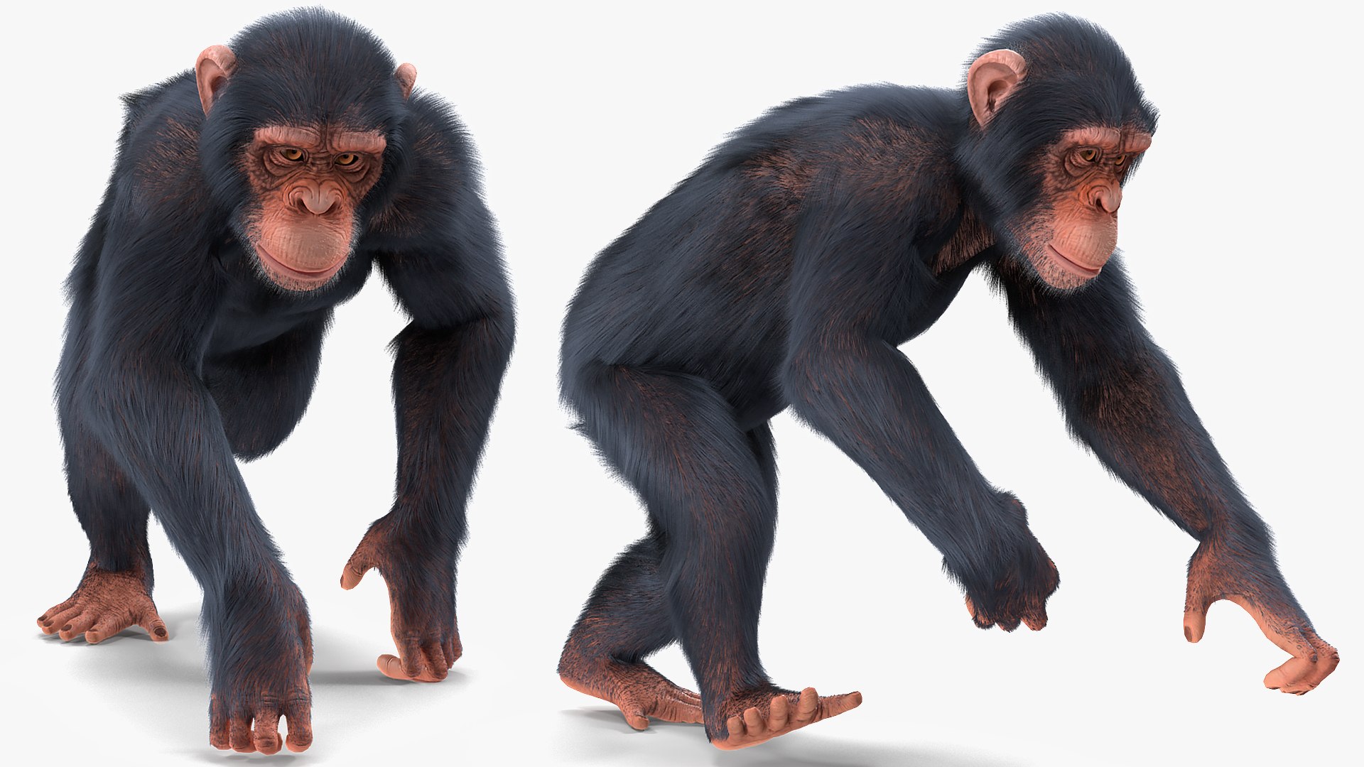 3D chimpanzee running light skin fur model - TurboSquid 1435816