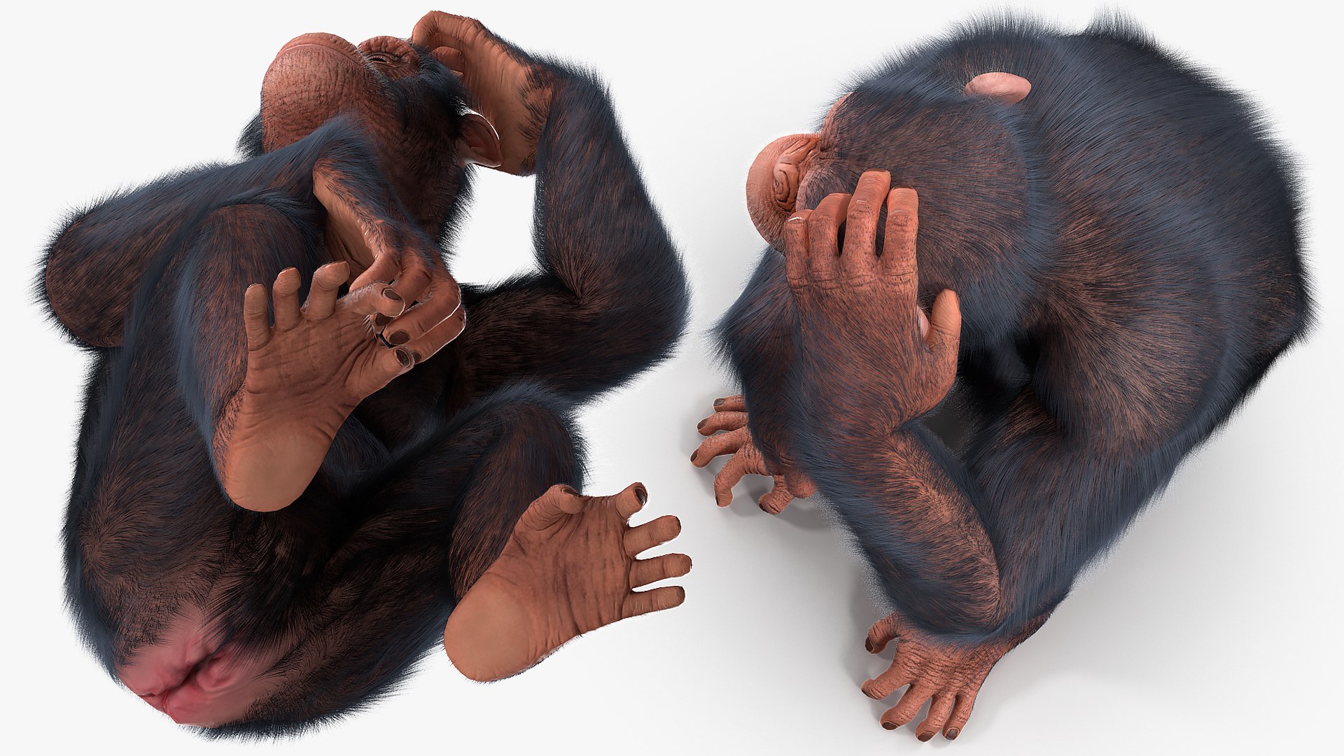 3D chimpanzee running light skin fur model - TurboSquid 1435816