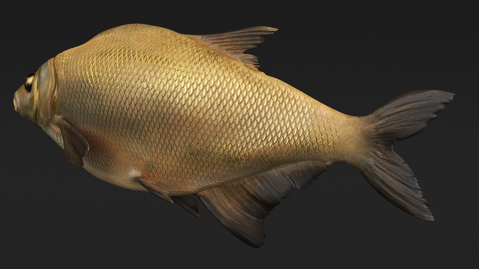 Swimming Bronze Bream Fish 3D Model - TurboSquid 2156951