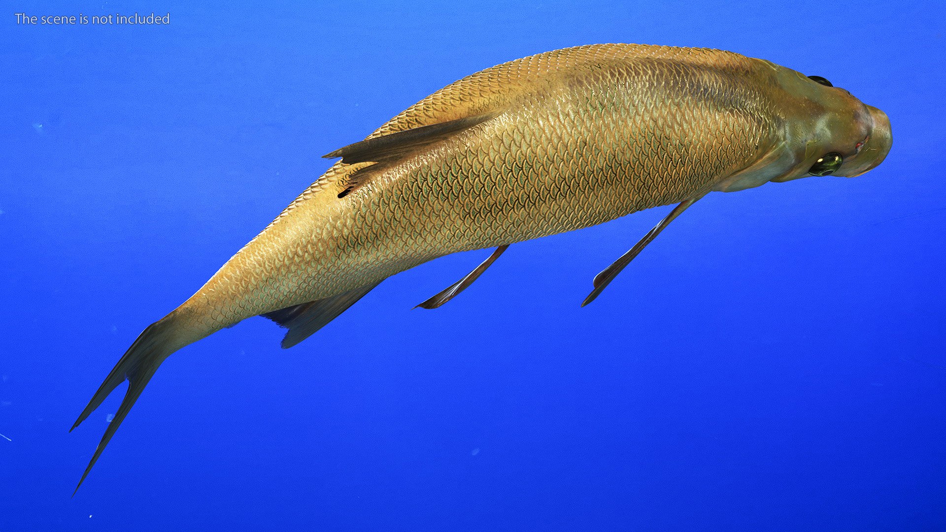 Swimming Bronze Bream Fish 3D Model - TurboSquid 2156951