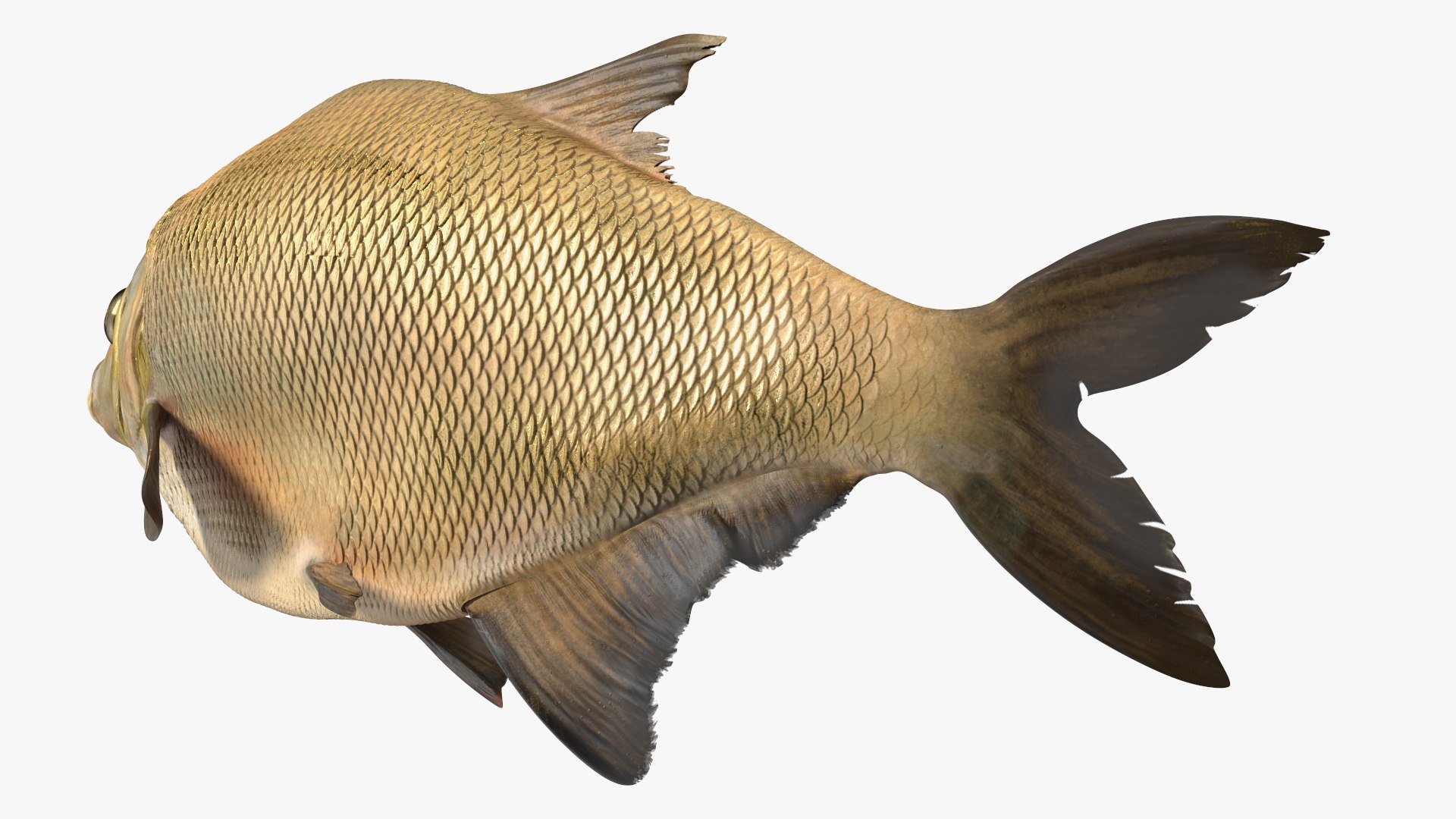 Swimming Bronze Bream Fish 3D Model - TurboSquid 2156951