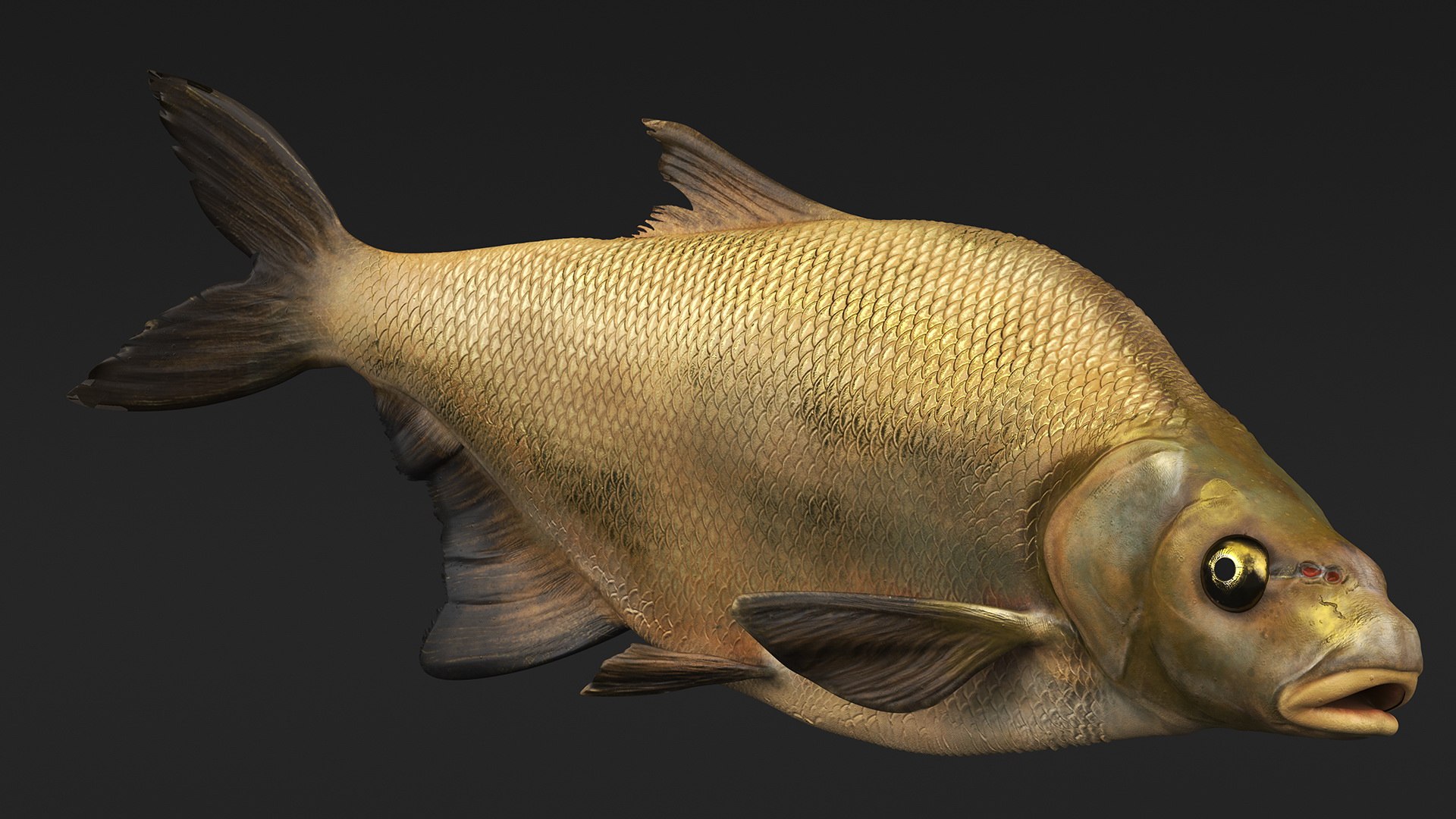 Swimming Bronze Bream Fish 3D Model - TurboSquid 2156951
