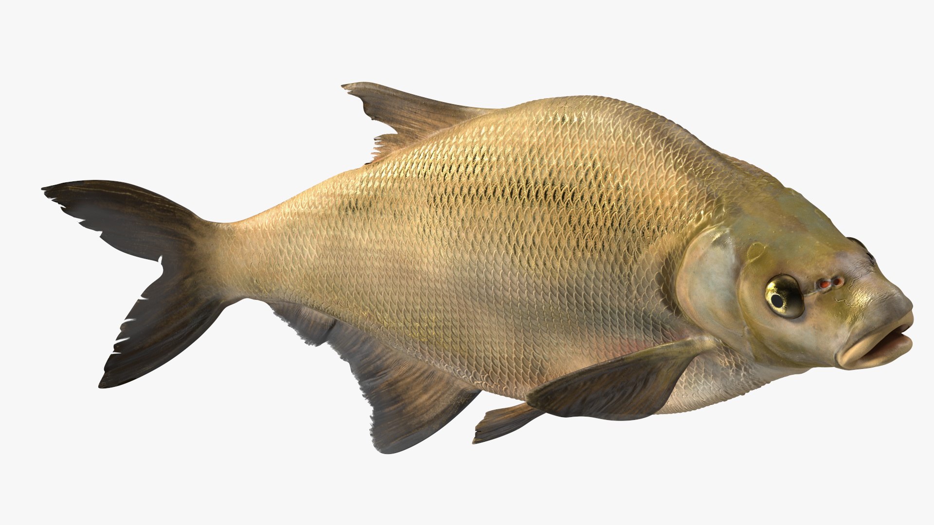 Swimming Bronze Bream Fish 3D Model - TurboSquid 2156951