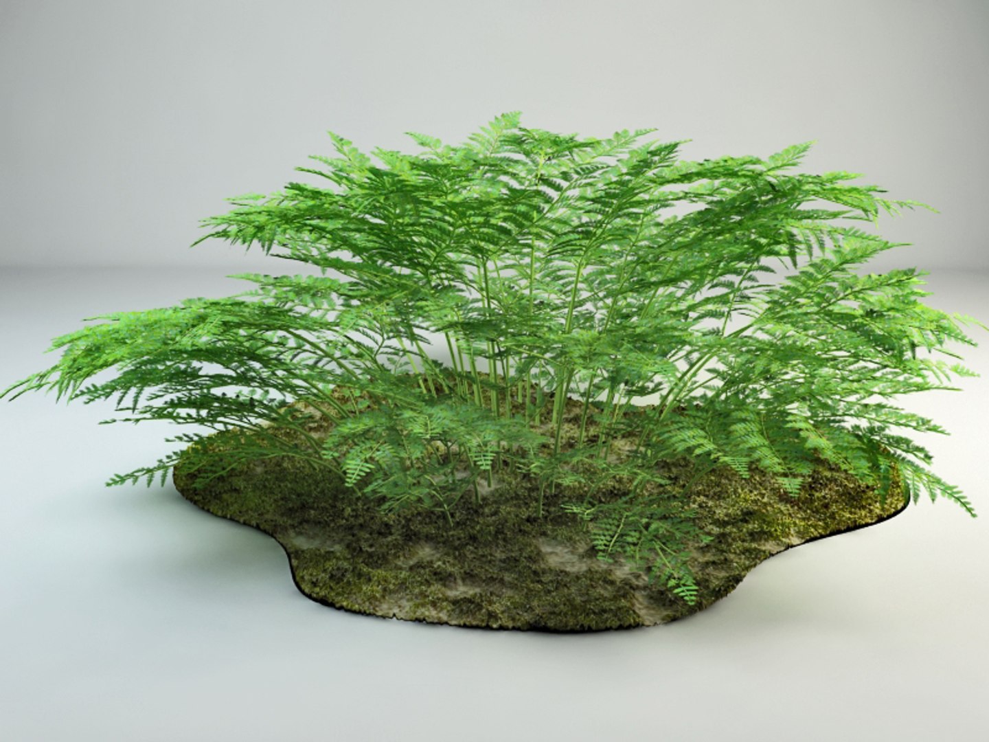 Bracken Bush 3d Max