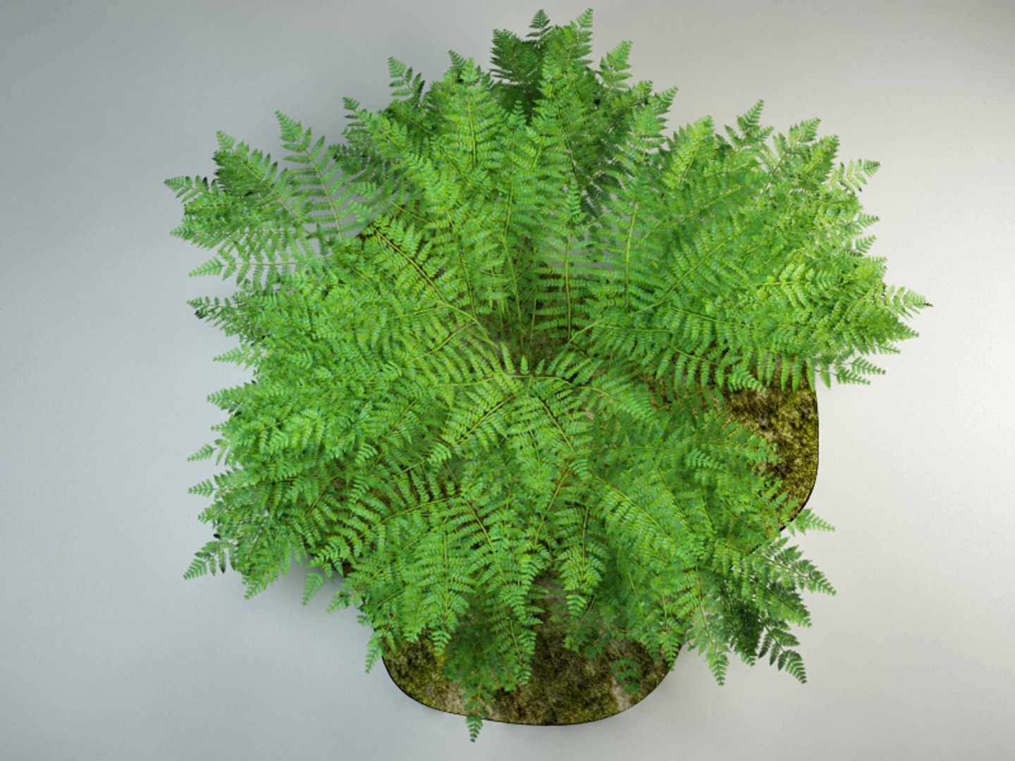 Bracken Bush 3d Max