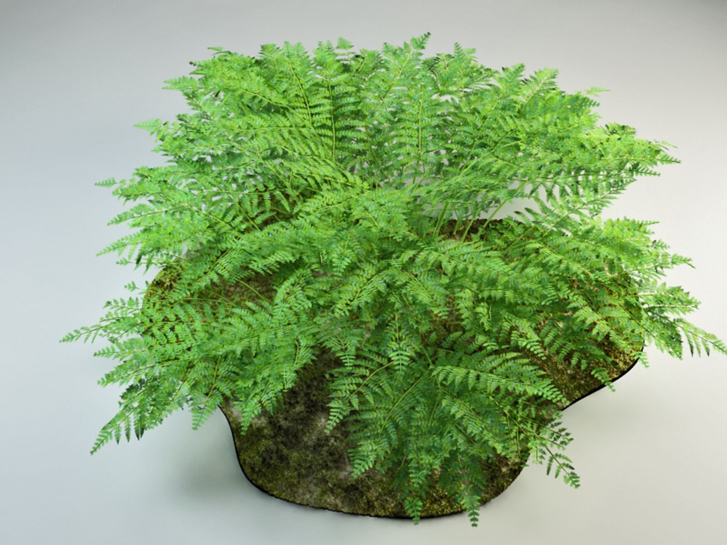 Bracken Bush 3d Max