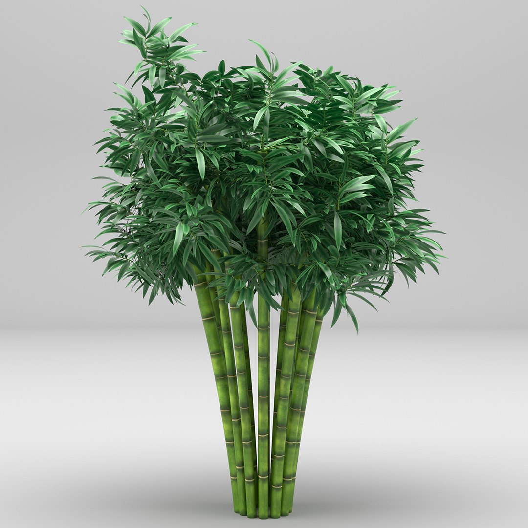 Realistic Bamboo Tree Plant 3D - TurboSquid 1674423