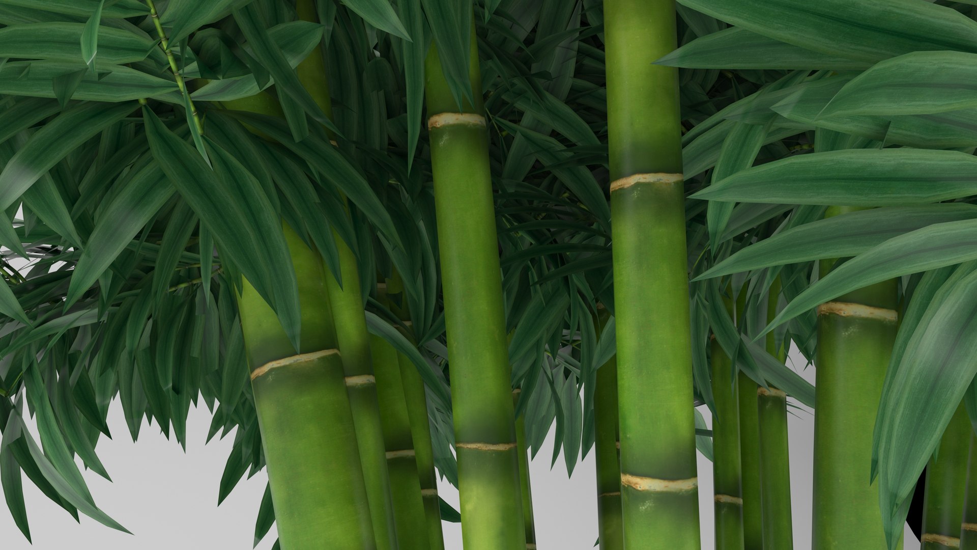 Realistic Bamboo Tree Plant 3D - TurboSquid 1674423