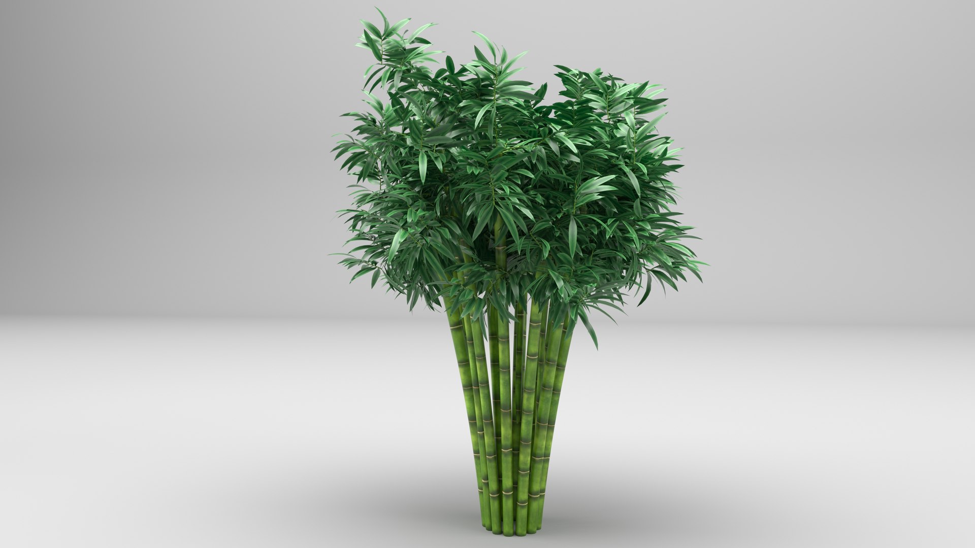 Realistic Bamboo Tree Plant 3D - TurboSquid 1674423