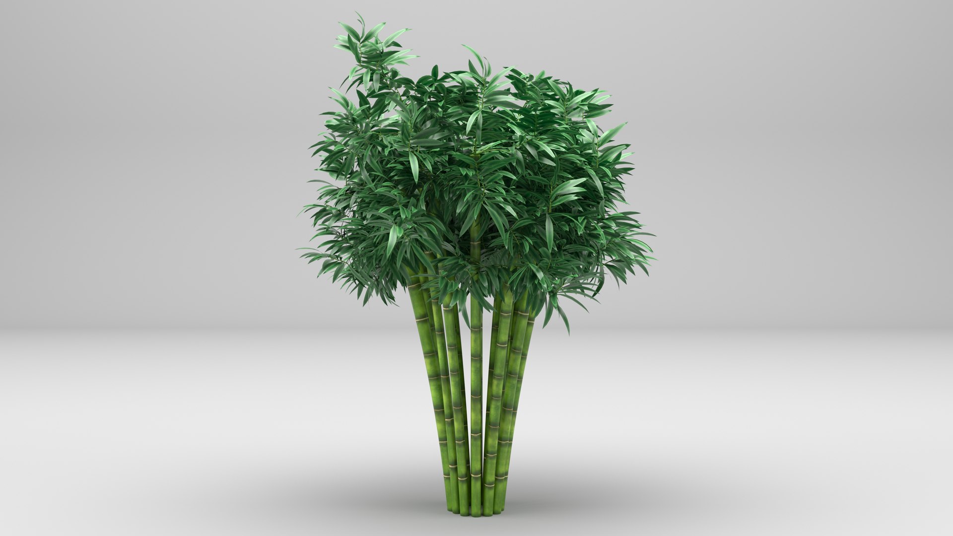 Realistic Bamboo Tree Plant 3D - TurboSquid 1674423