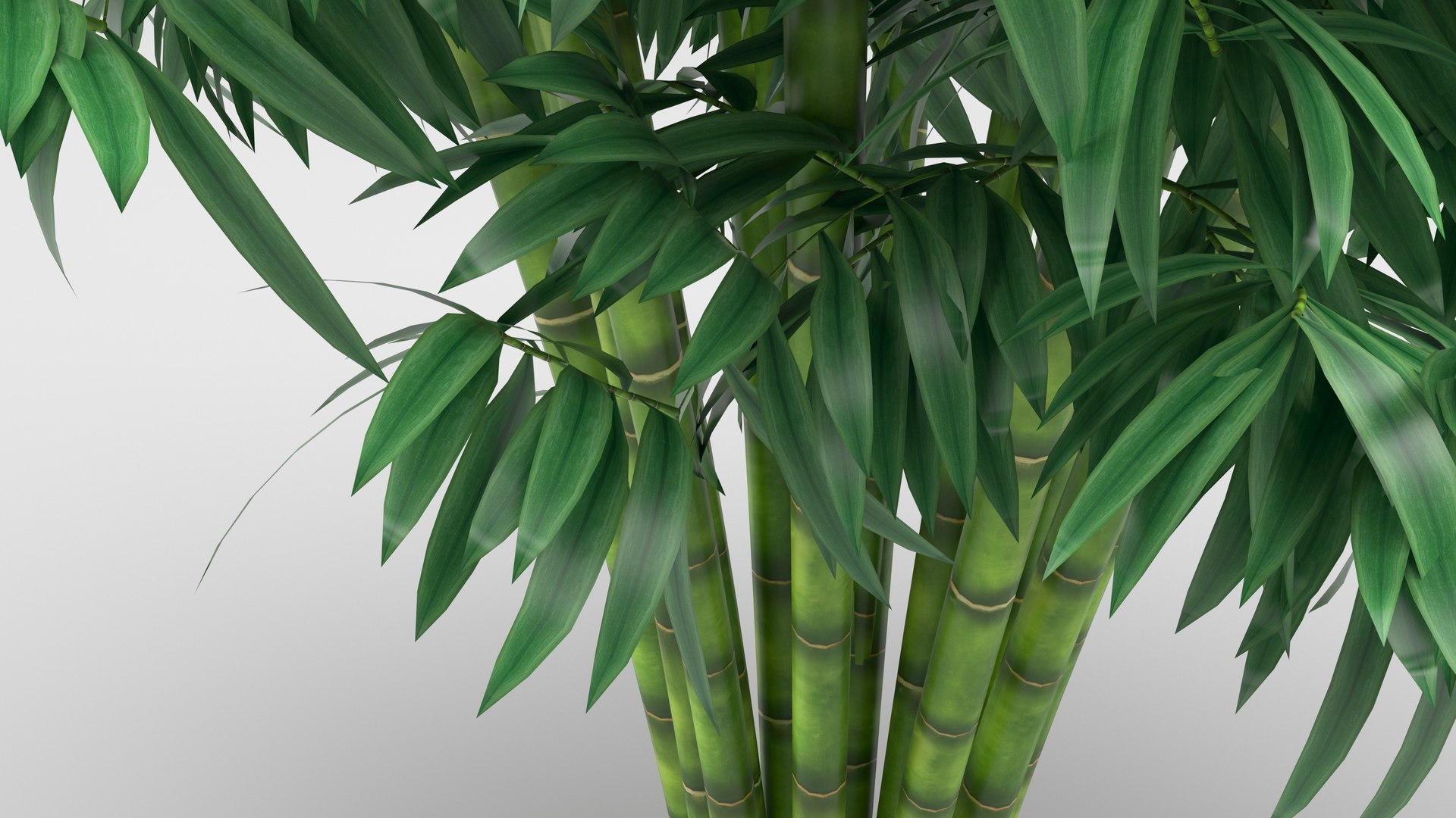 Realistic Bamboo Tree Plant 3D - TurboSquid 1674423