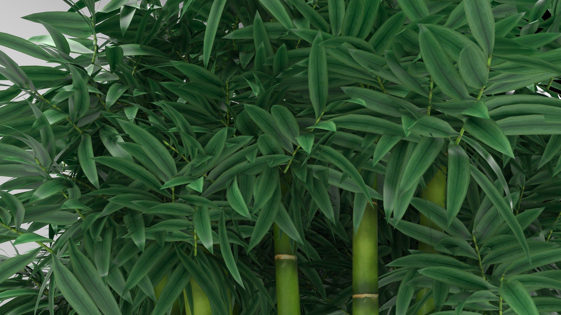 Realistic Bamboo Tree Plant 3D - TurboSquid 1674423