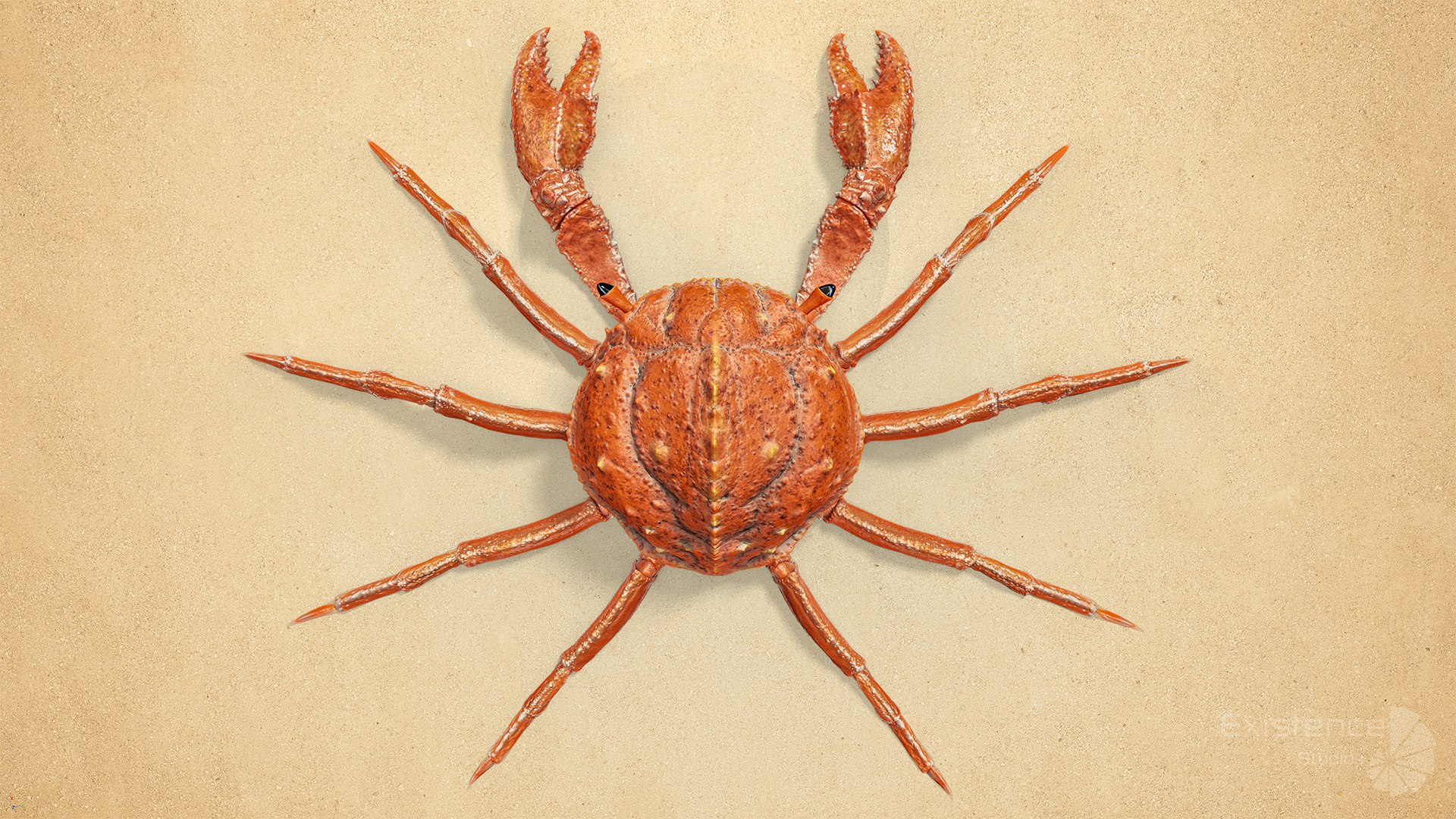 Royal Crab - King Sebastian - Low Poly Realistic 3D Model - Rigged ...