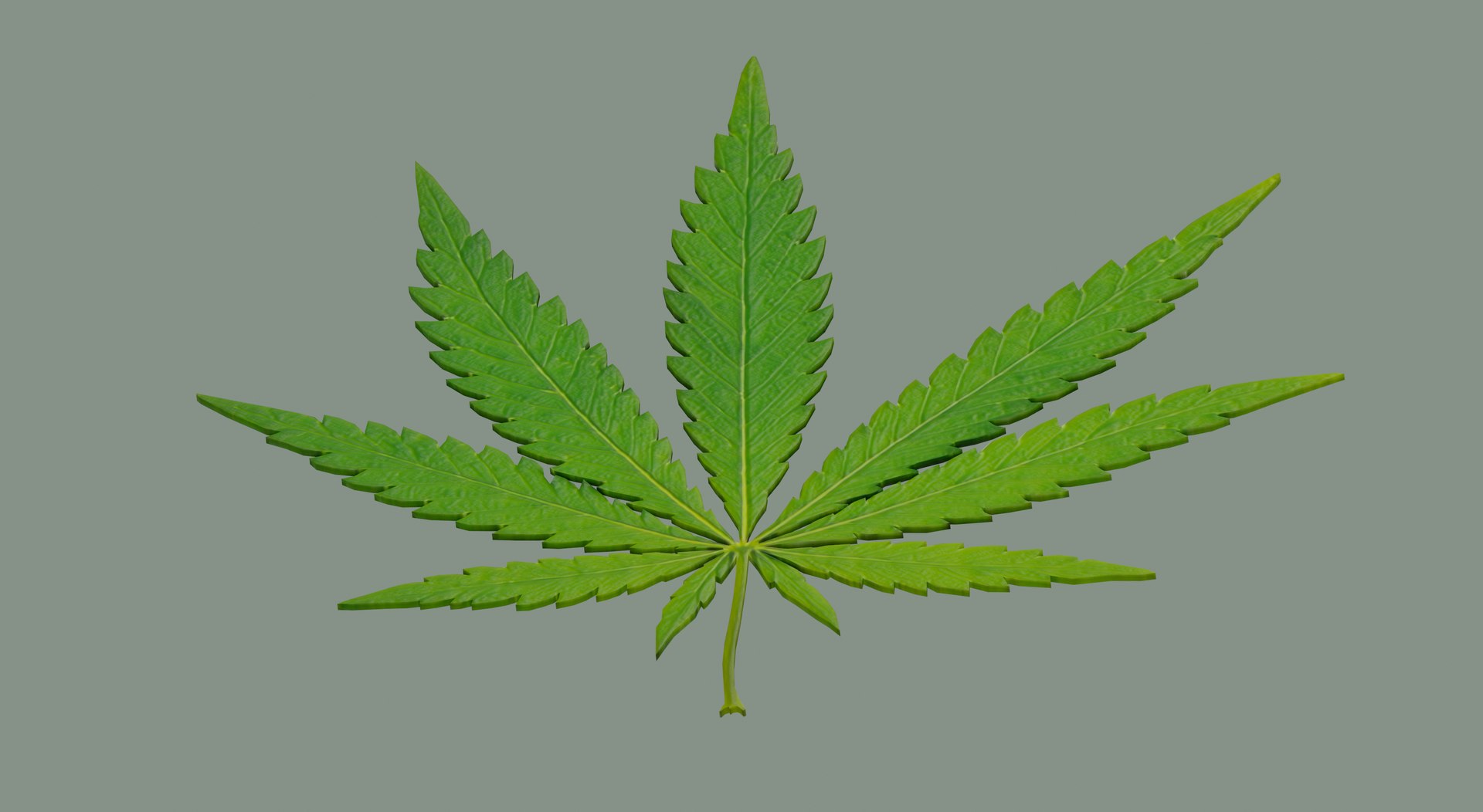 3D Cannabis Leaf Realistic Model - TurboSquid 2058303