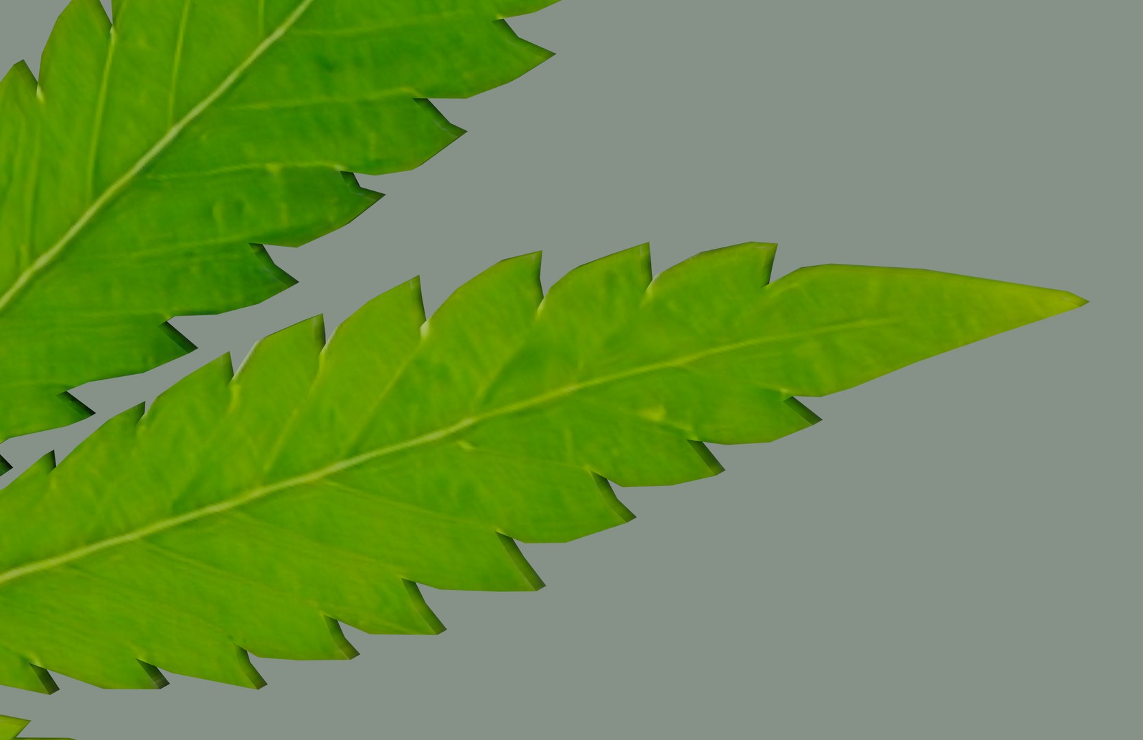 3D Cannabis Leaf Realistic Model - TurboSquid 2058303