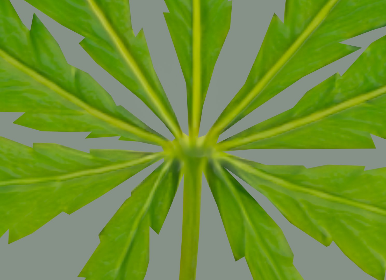3D Cannabis Leaf Realistic Model - TurboSquid 2058303