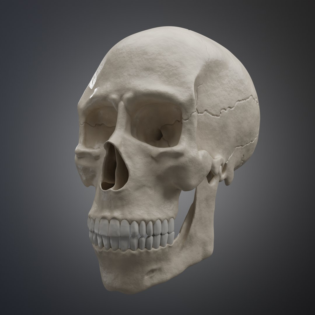 Realistic Human Skull High Poly And Low Poly Versions Model ...