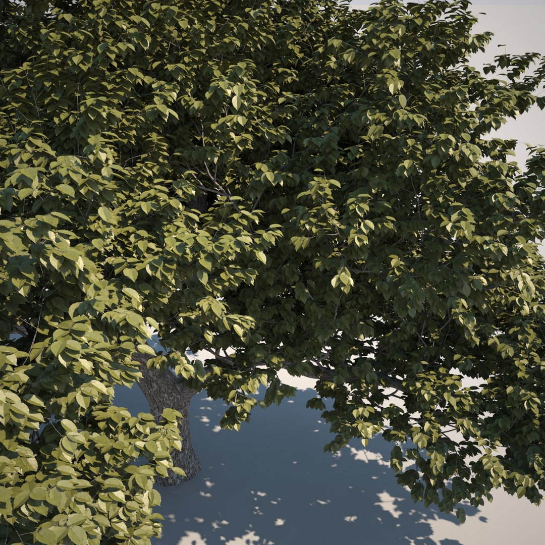 3d Small Tree