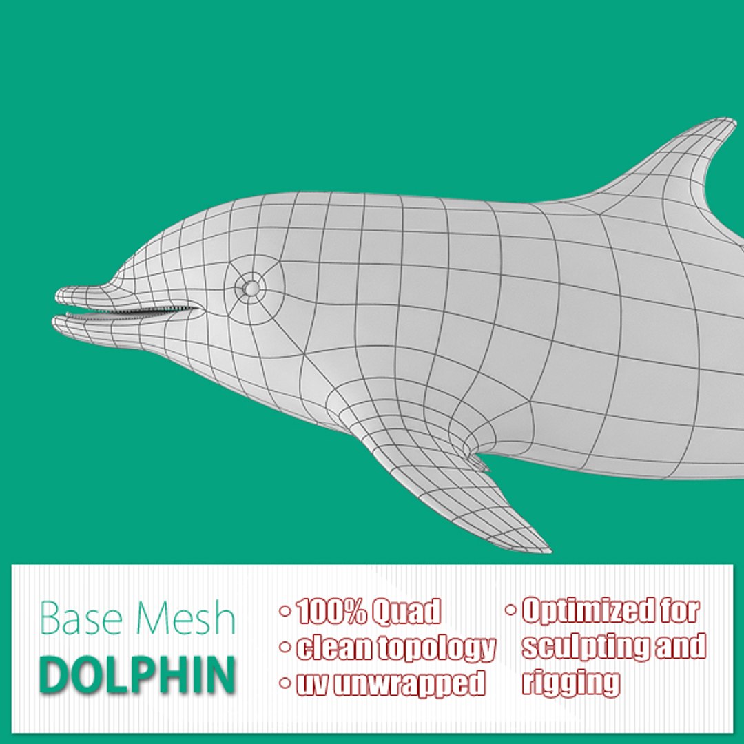 Obj Base Mesh Dolphin