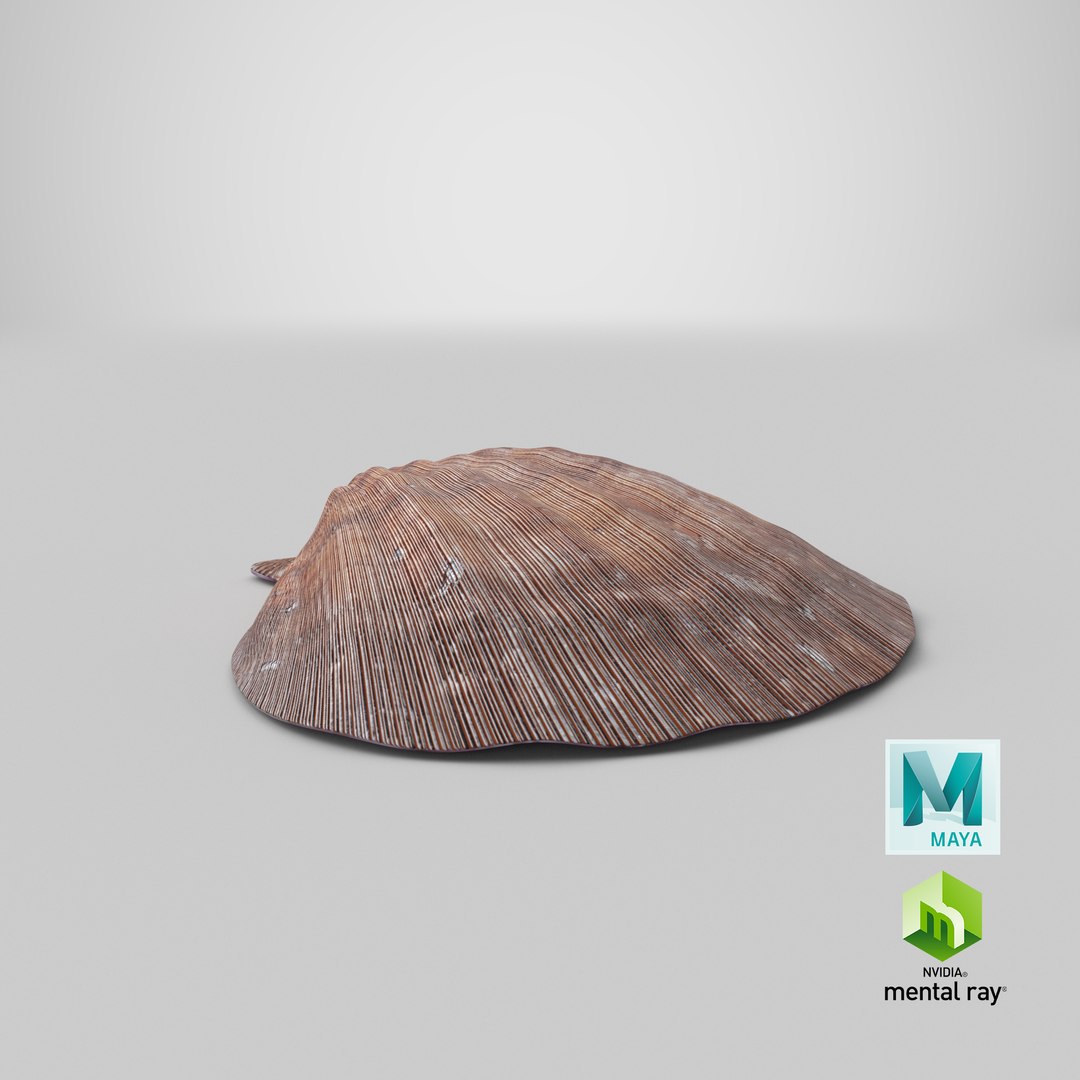 Seashell Real 3D - TurboSquid 1619261