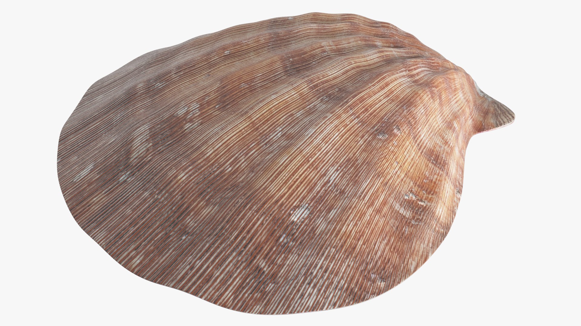 Seashell Real 3D - TurboSquid 1619261