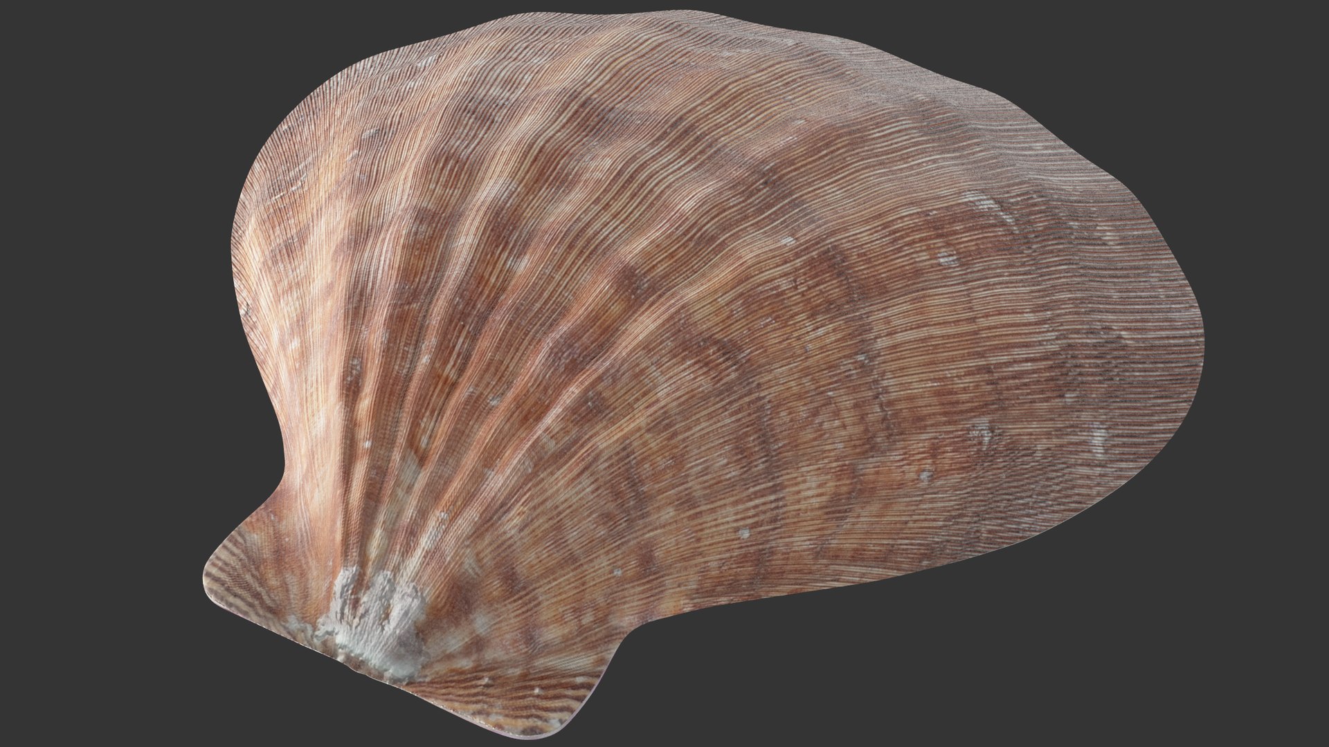 Seashell Real 3D - TurboSquid 1619261