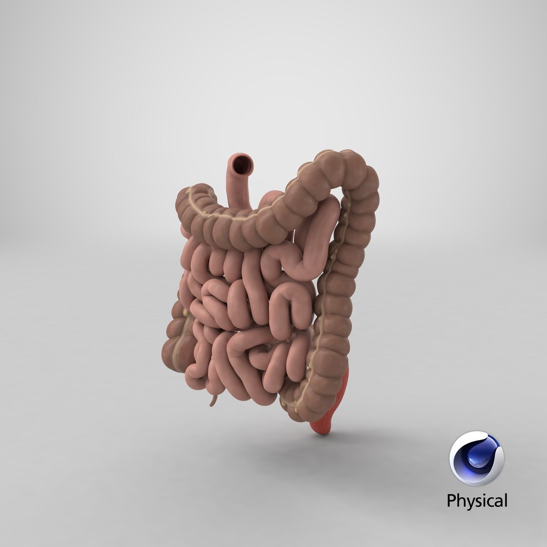 3D Human Intestine Anatomy PBR - TurboSquid 1974636