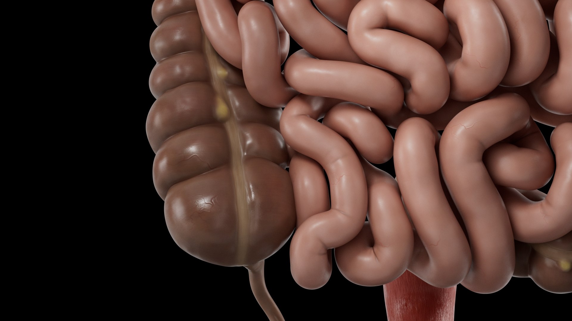 3D Human Intestine Anatomy PBR - TurboSquid 1974636