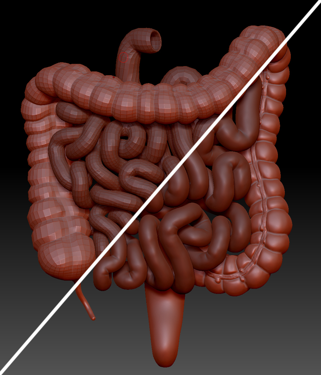 modelo 3d Anatomía del intestino humano PBR - TurboSquid 1974636