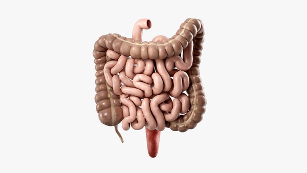 Anatomia do Intestino Humano PBR Modelo 3D - TurboSquid 1974636