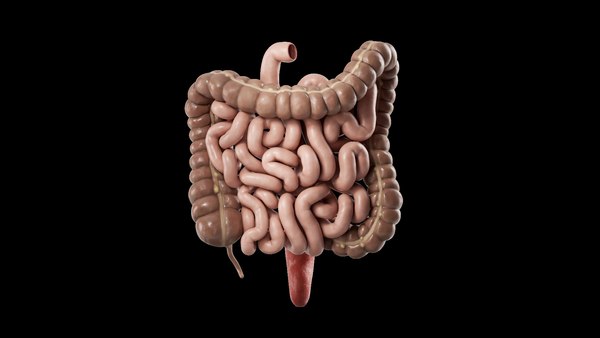 modelo 3d Anatomía del intestino humano PBR - TurboSquid 1974636