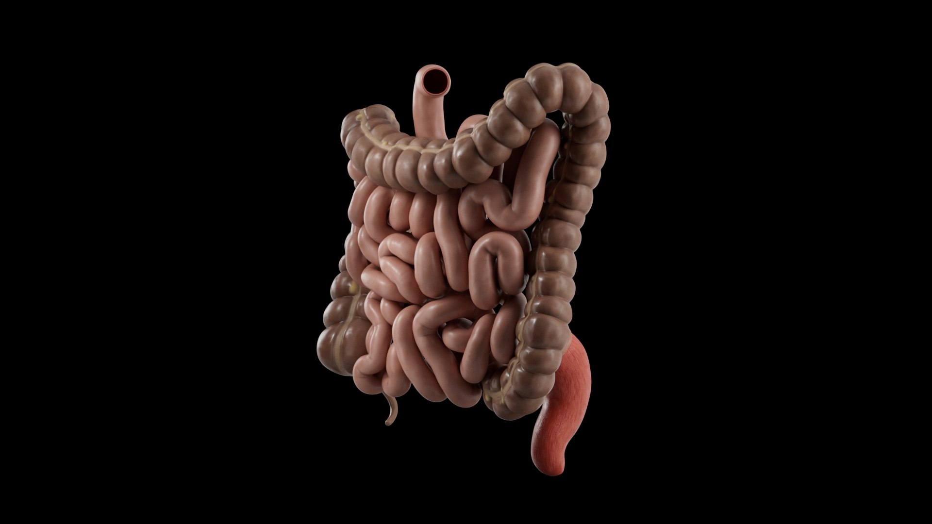 3D Human Intestine Anatomy PBR - TurboSquid 1974636