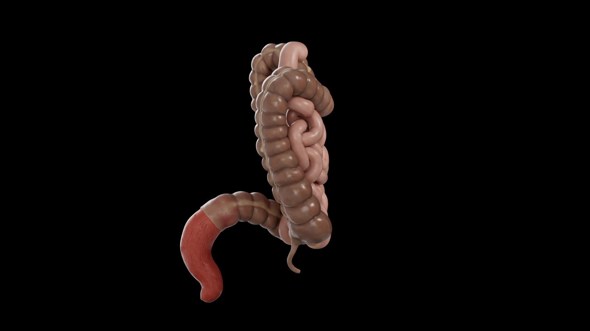 3D Human Intestine Anatomy PBR - TurboSquid 1974636