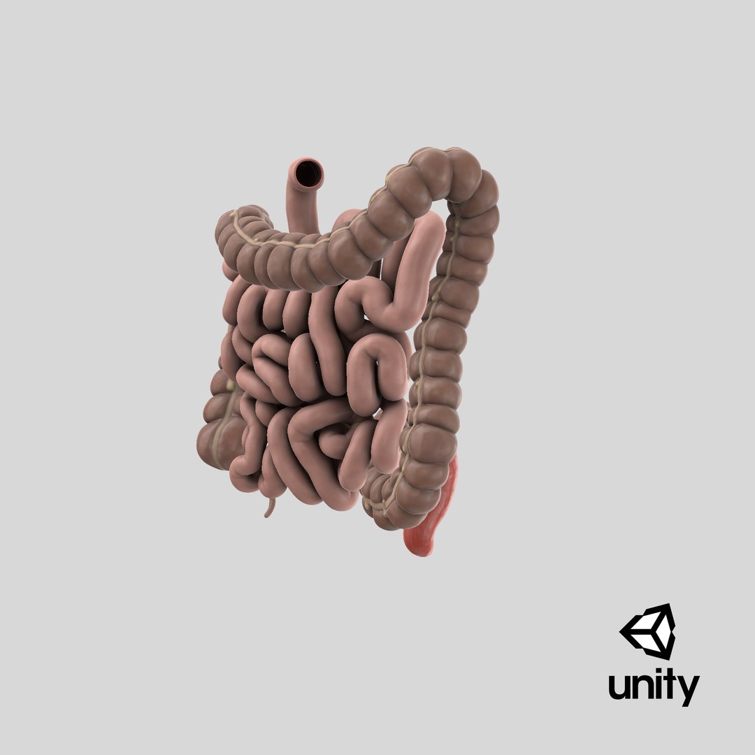 3D Human Intestine Anatomy PBR - TurboSquid 1974636
