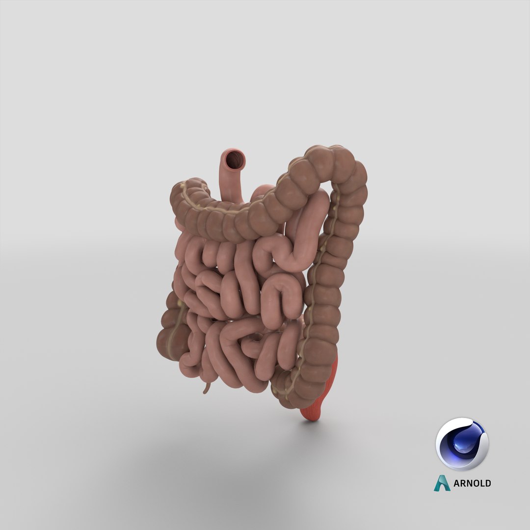 3D Human Intestine Anatomy PBR - TurboSquid 1974636