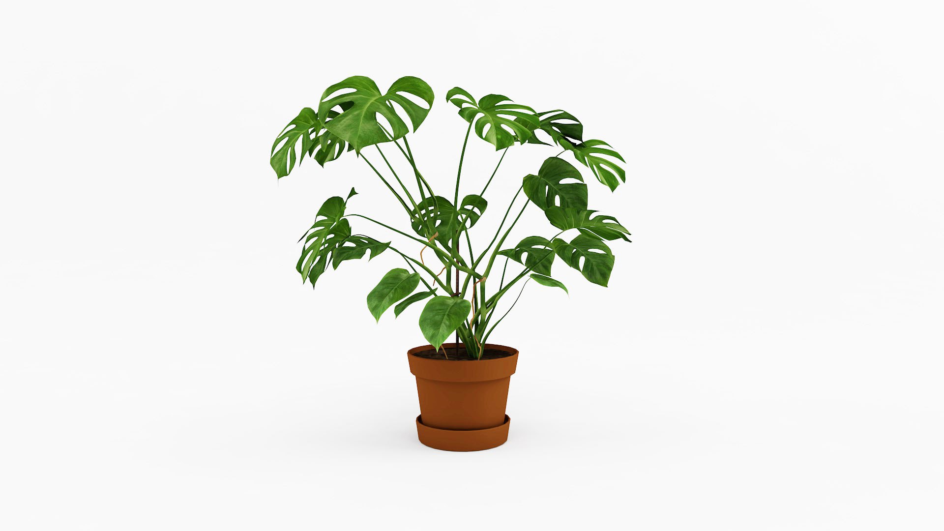 Monstera Deliciosa Plant 3D Model - TurboSquid 1982613
