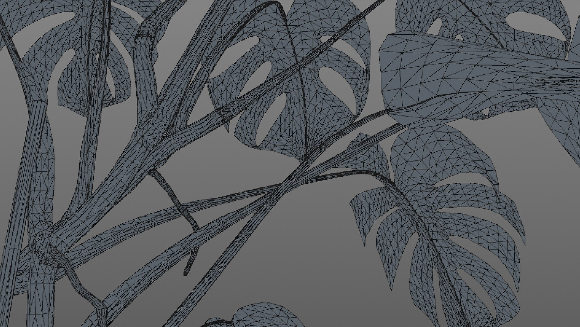 Monstera Deliciosa Plant 3D Model - TurboSquid 1982613