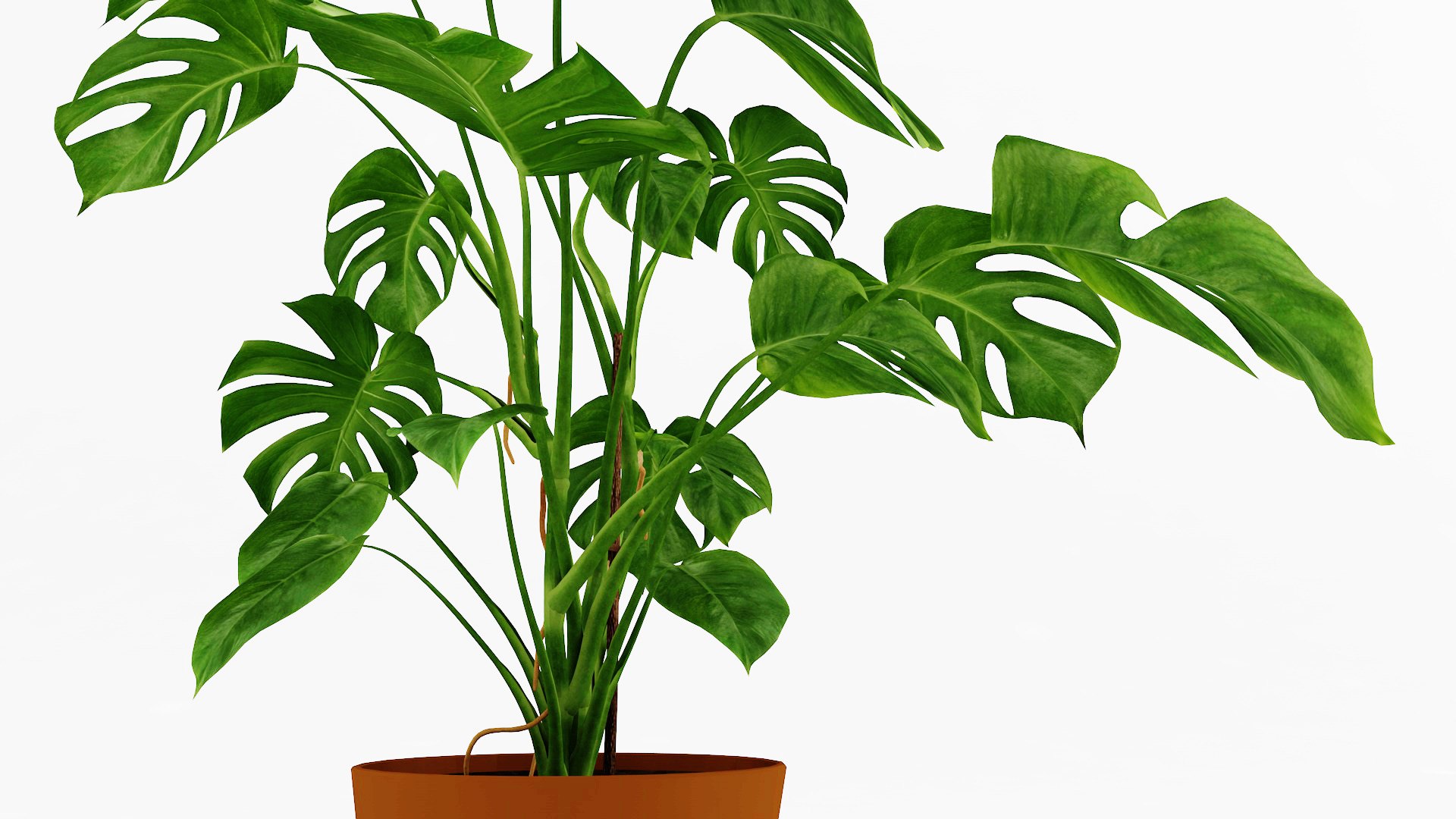 Monstera Deliciosa Plant 3D Model - TurboSquid 1982613