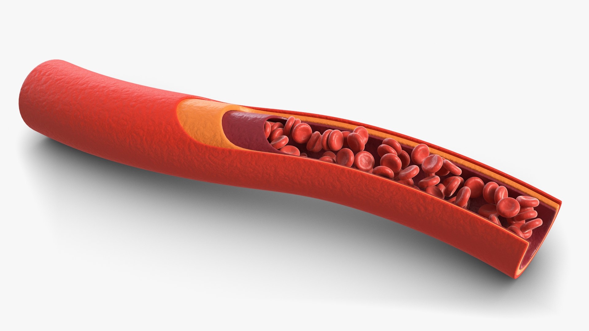 3D Model Blood Vessel Section - TurboSquid 1503137