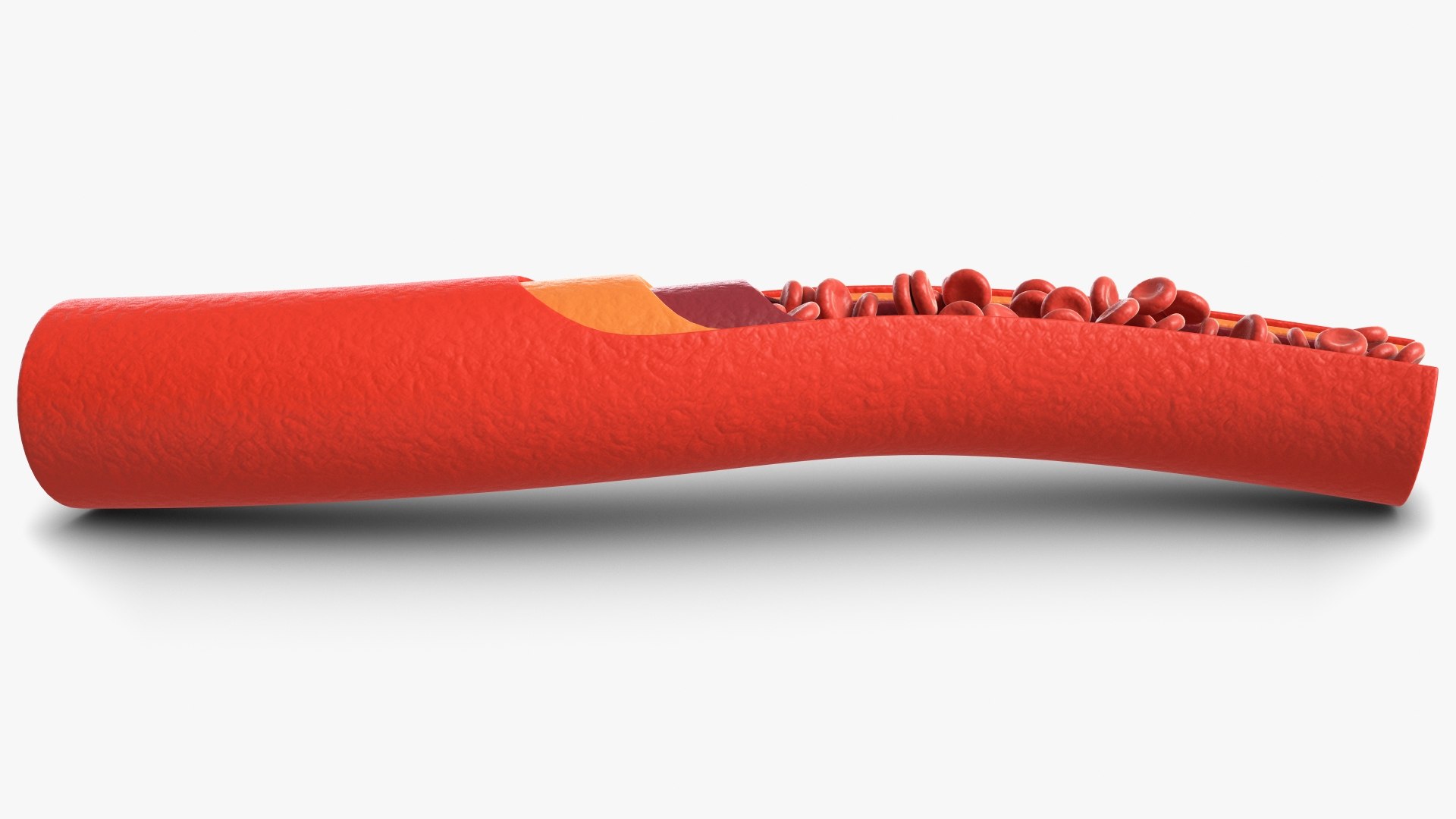 3D Model Blood Vessel Section - TurboSquid 1503137