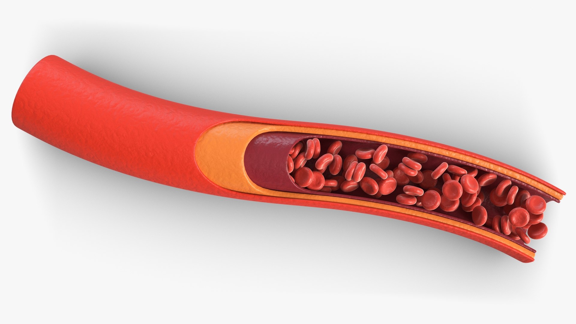 3D Model Blood Vessel Section - TurboSquid 1503137